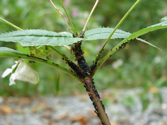 Common Red Ant | Project Noah