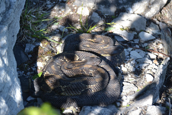 Timber Rattlesnake | Project Noah