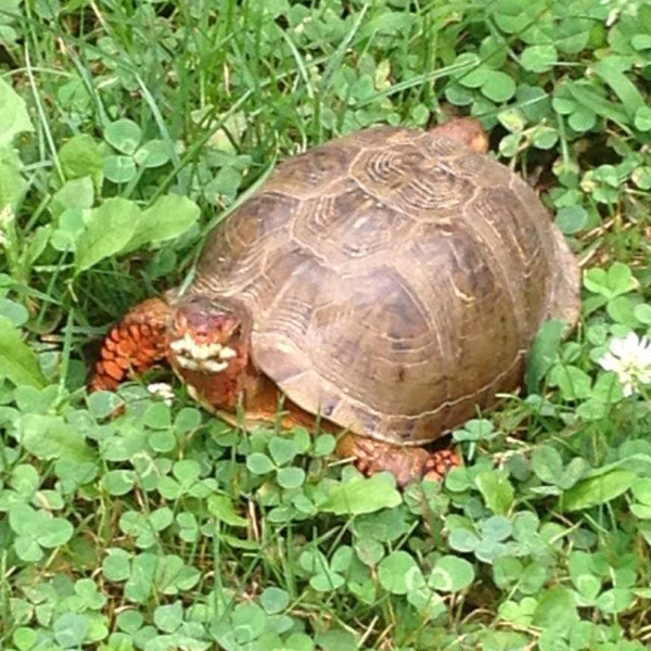 Three-Toed Box Turtle | Project Noah