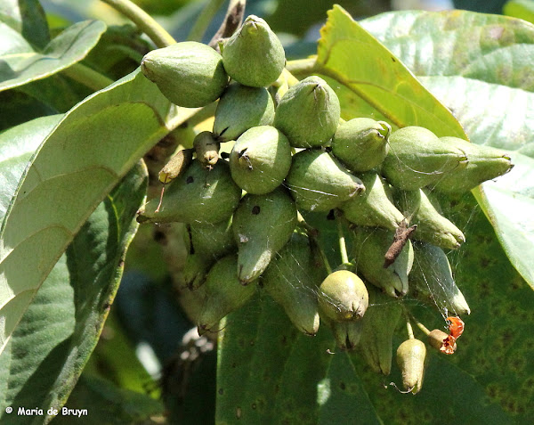 Geiger tree | Project Noah