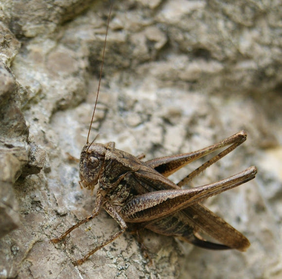 Southern Bush-Cricket | Project Noah