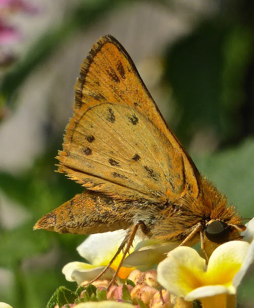 Fiery Skipper | Project Noah