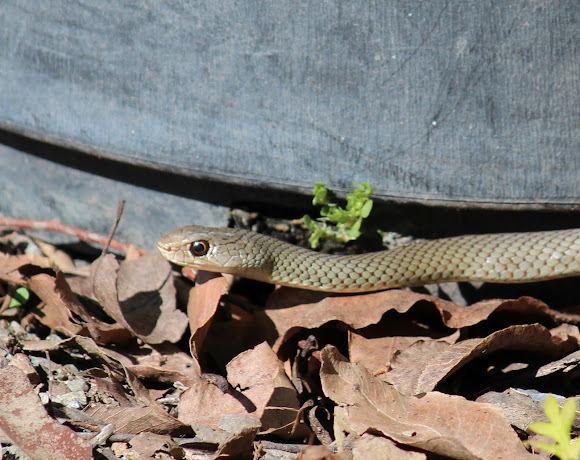 Yellow-faced Whip-Snake | Project Noah