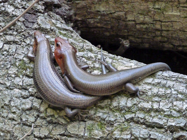 Broad-headed skinks (mating) | Project Noah