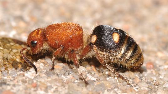 Velvet ant (female) | Project Noah