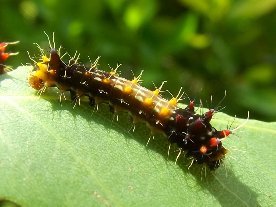 Lifecycle of Emperor Gum Moth | Project Noah
