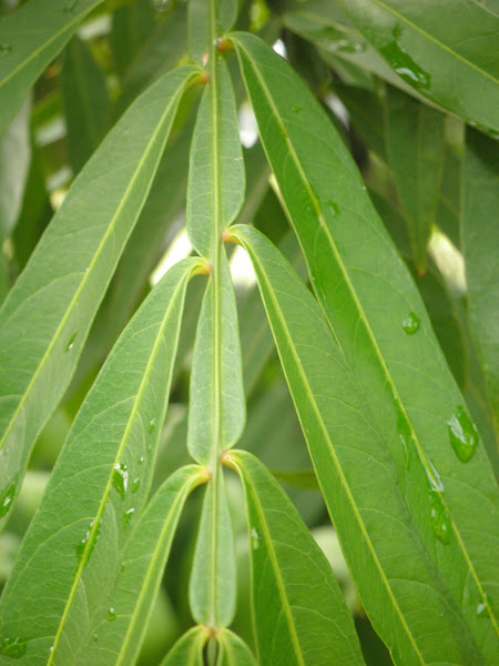 Johore Tree | Project Noah