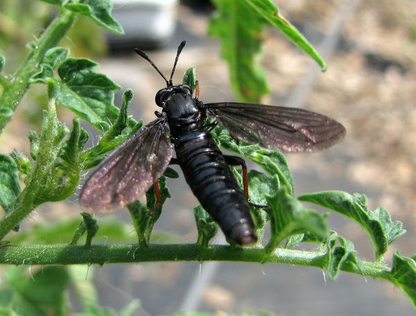 Mydas Fly | Project Noah