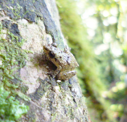 Pygmy Rain Frog | Project Noah