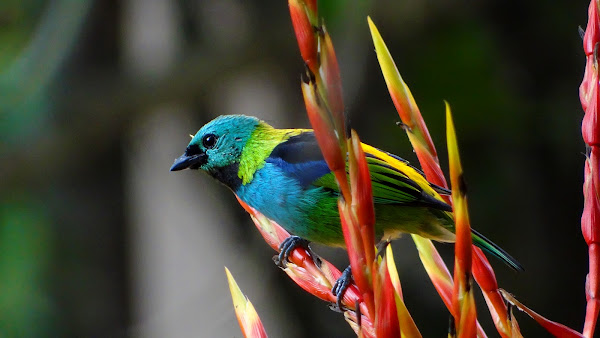 Green-headed Tanager | Project Noah