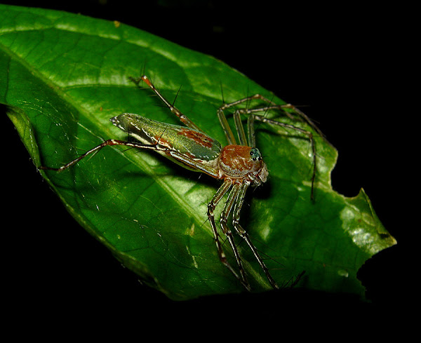 Great Lynx Spider | Project Noah