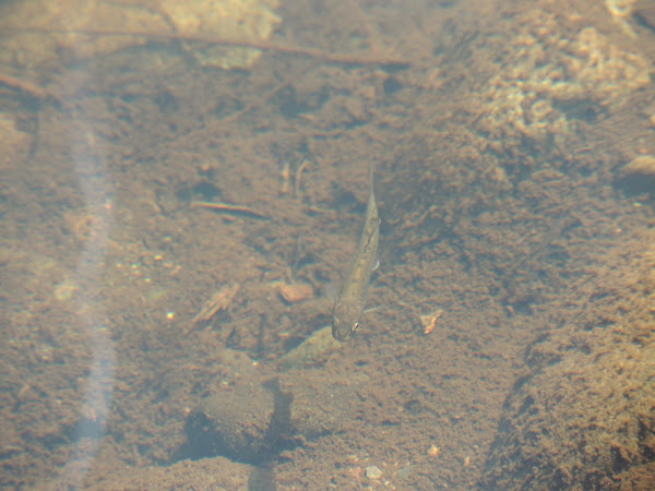 Coho Salmon Fry | Project Noah