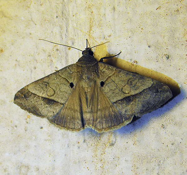 Small Mocis Moth | Project Noah