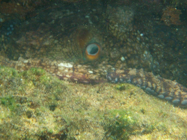 Galapagos reef octopus | Project Noah