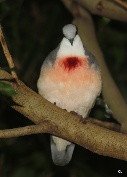 Luzon Bleeding-Heart Pigeon | Project Noah