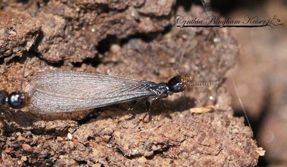 Western Subterranean Termite | Project Noah