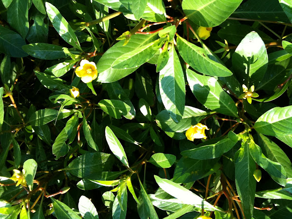 Creeping Water Primrose | Project Noah