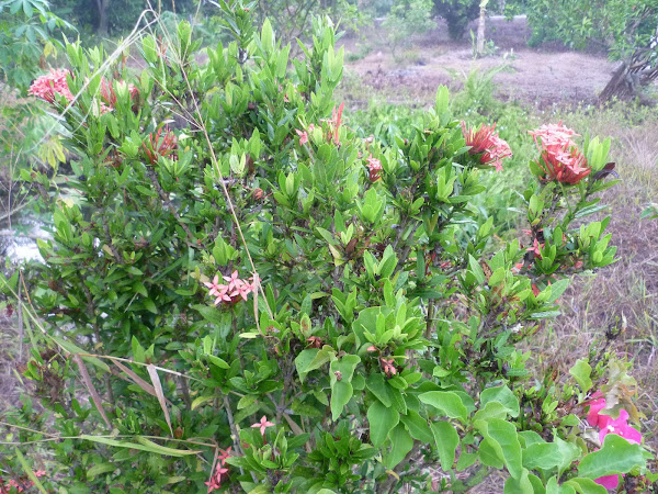 Ixora | Project Noah