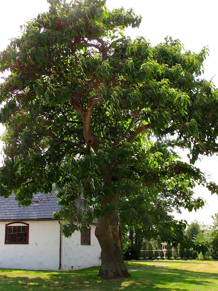 Empress Tree | Project Noah