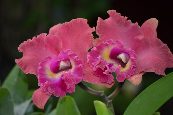 Cattleya | Project Noah