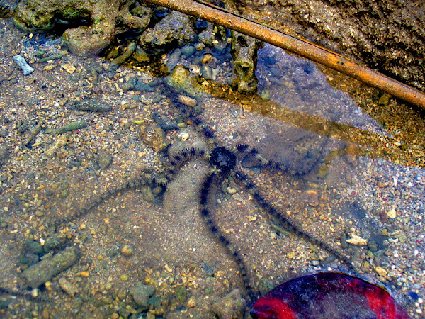Brittle stars / Bintang Mengular | Project Noah