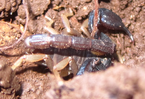 California Forest Scorpion | Project Noah