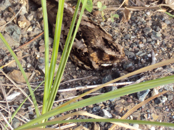 Philippine Nightjar | Project Noah