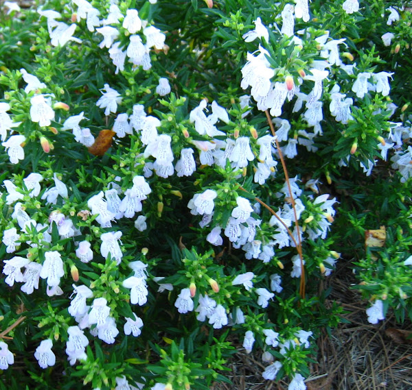 Georgia calamint | Project Noah