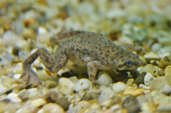Congo Dwarf Clawed Frog | Project Noah