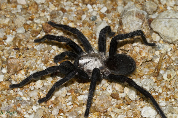 Brush-footed Trapdoor Spider | Project Noah