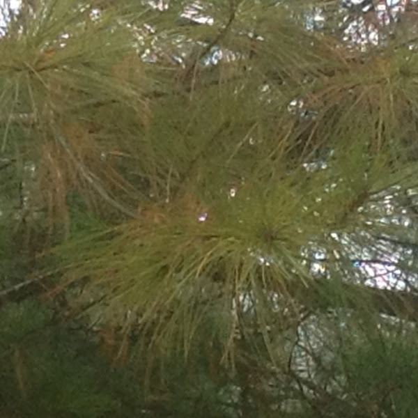 Pine Tree | Project Noah