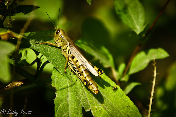 Differential Grasshopper | Project Noah