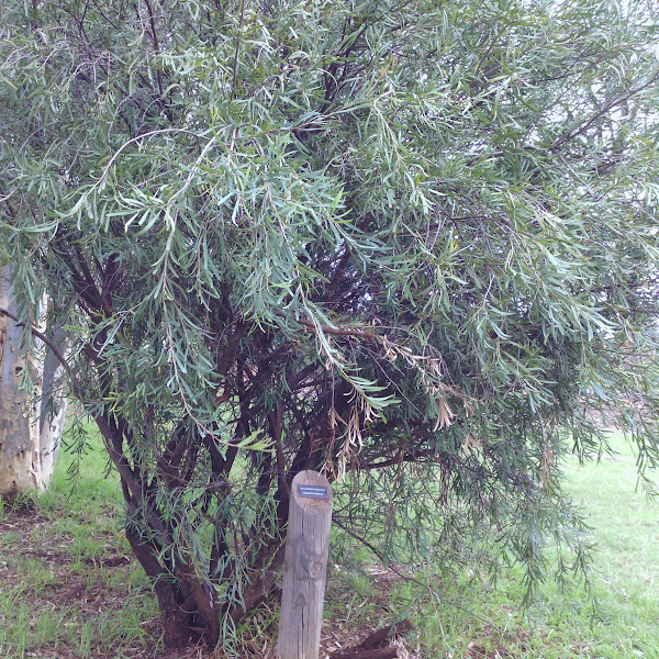 Phenology, Phenomena and Phenophases | Project Noah