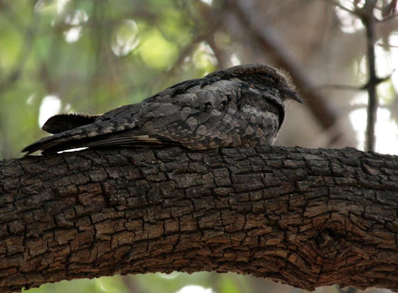 Grey Nightjar | Project Noah