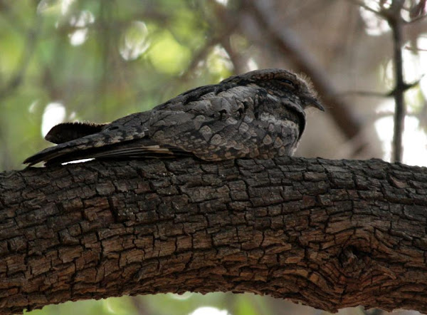 Grey Nightjar | Project Noah