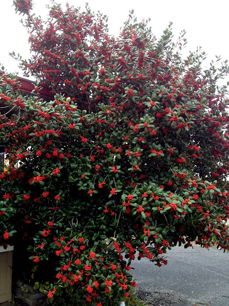 Burford holly | Project Noah