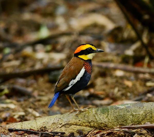 Malayan Banded Pitta | Project Noah