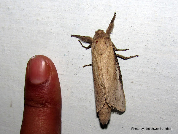 Cossidae | Project Noah