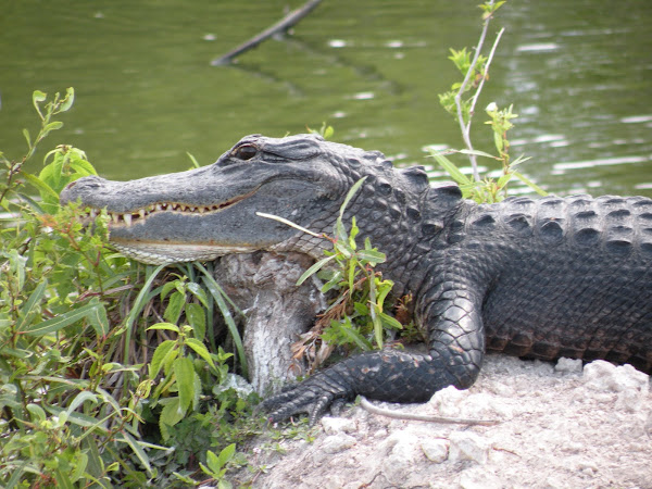 Alligator | Project Noah