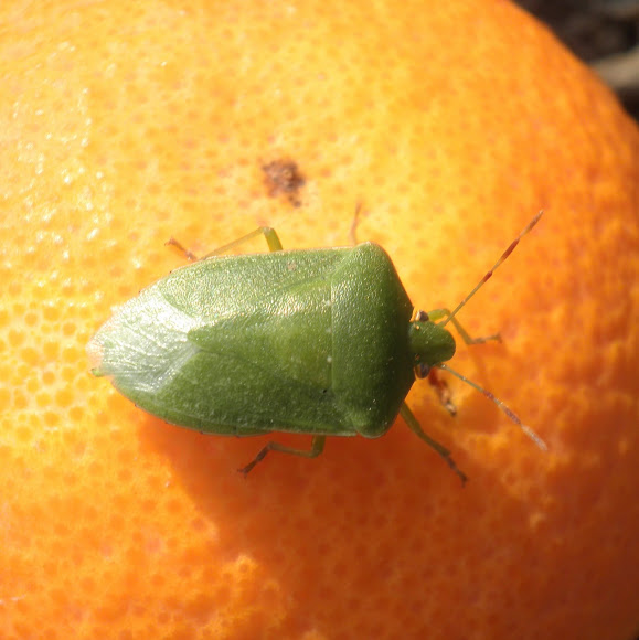 Chinche verde | Project Noah