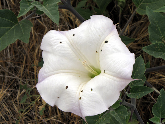 Jimson Weed | Project Noah