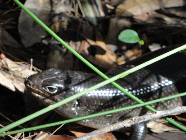 Land mullet | Project Noah