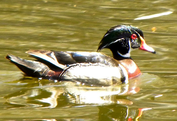 Wood Duck | Project Noah