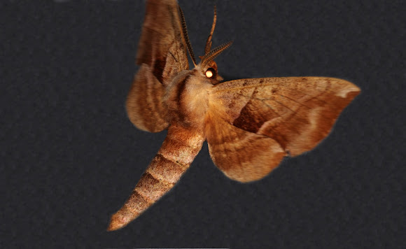 Walnut Sphinx | Project Noah