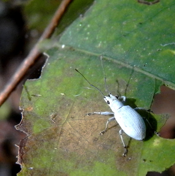 Sri Lanka Weevil | Project Noah