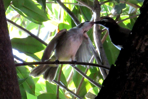 Yellow-vented Bulbul | Project Noah