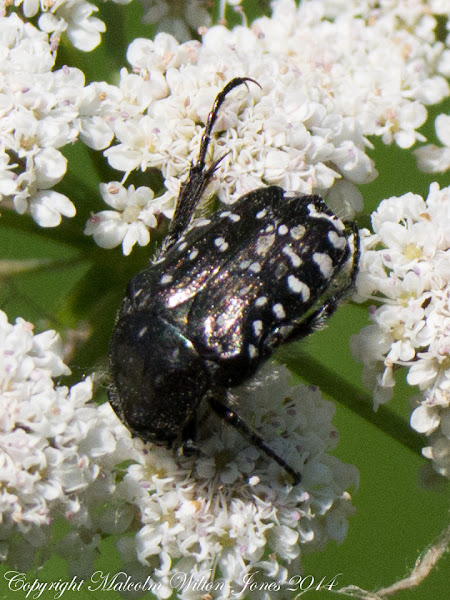 White-spotted Rose Beetle | Project Noah