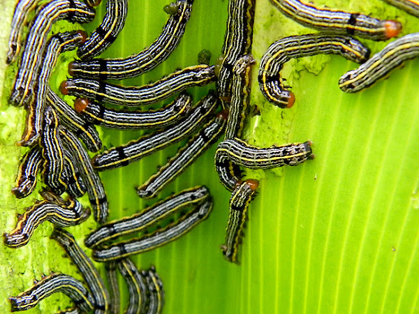 lily caterpillar, army worms | Project Noah