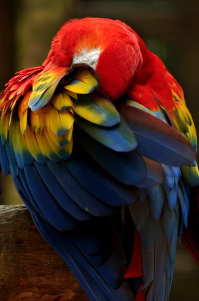 Captive Scarlet Macaw | Project Noah