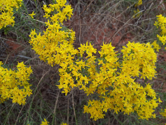 Broomweed | Project Noah